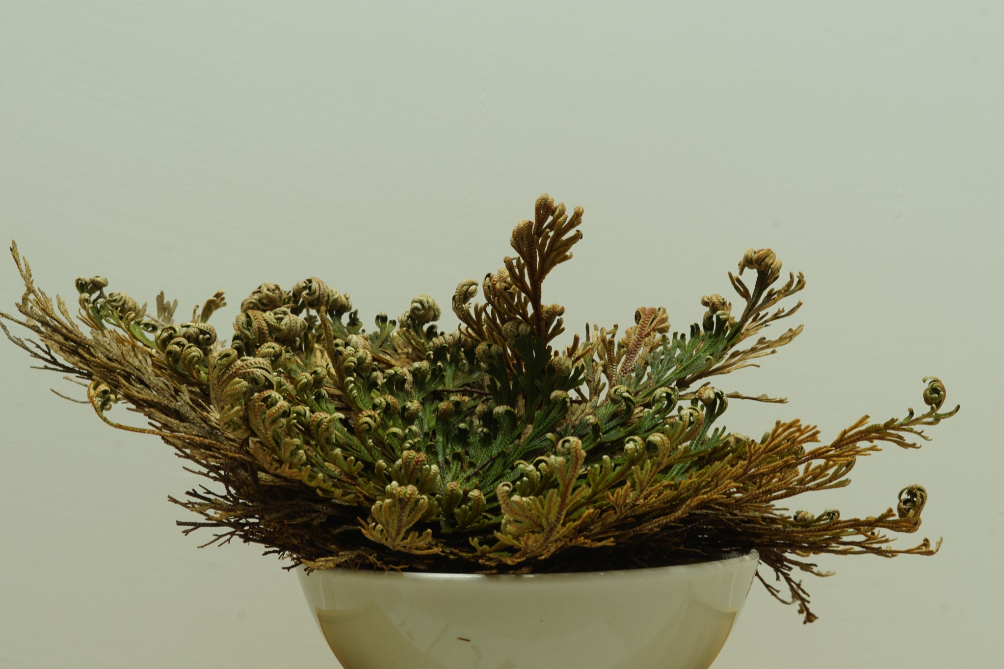 Plant Moves – Time-lapse videos of plants